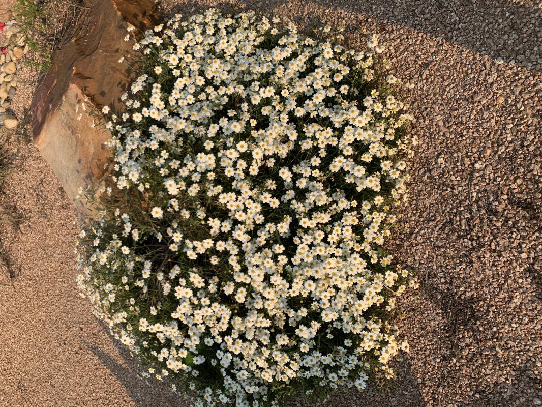 Blackfoot Daisy