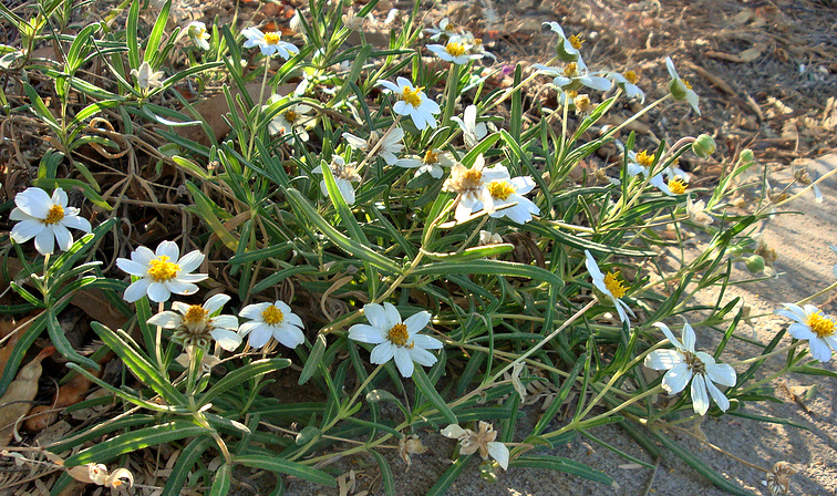 Blackfoot Daisy