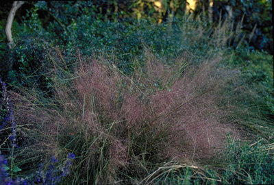 Gulf Muhly