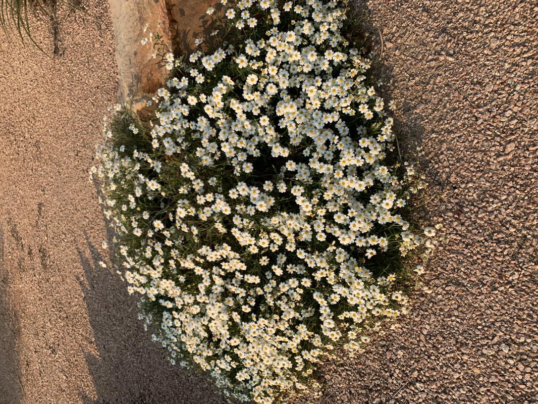 Blackfoot Daisy