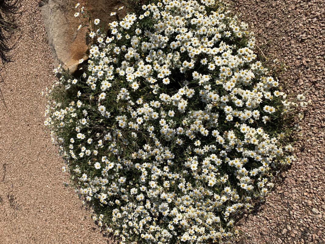 Blackfoot Daisy