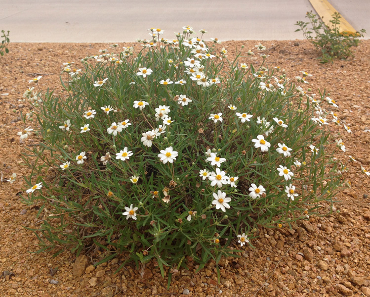 Blackfoot Daisy